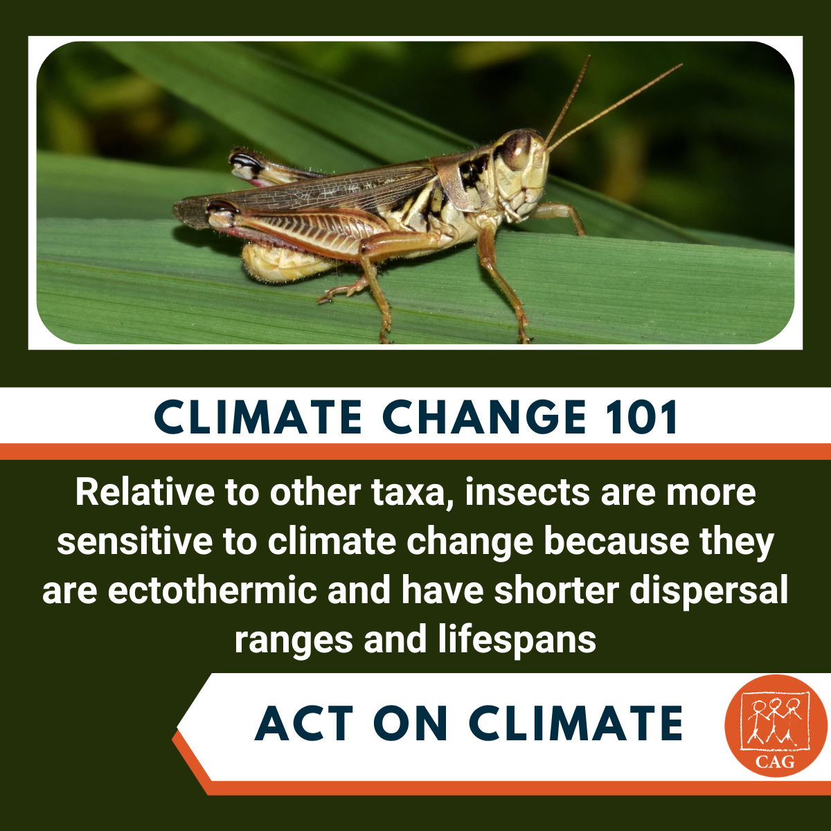 Climate Change - Spike in insects mortality | Climate Connection